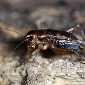 The Proof Is Out There - Rotten Tomatoes