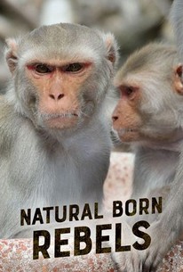 Natural Born Rebels - Rotten Tomatoes