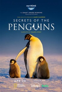 Secrets of the Penguins | Rotten Tomatoes