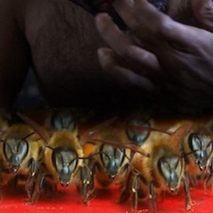 The Beekeeper - Rotten Tomatoes