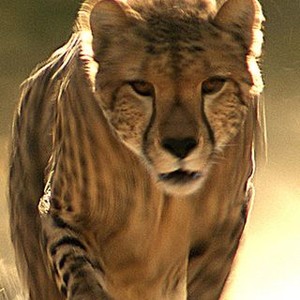 Speed Kills - Rotten Tomatoes