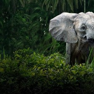 Secrets of the Elephants - Rotten Tomatoes