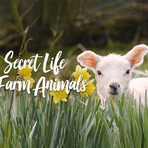 Secret Life of Farm Animals - Rotten Tomatoes