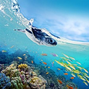 Great Barrier Reef - Rotten Tomatoes