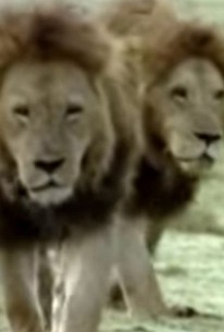 Animal Face-Off: Season 1, Episode 8 | Rotten Tomatoes