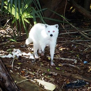 Weird, True & Freaky: Season 1, Episode 13 - Rotten Tomatoes