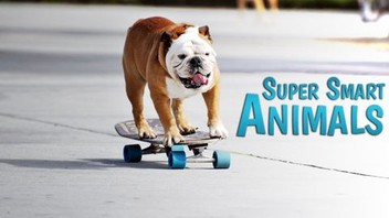 super smart animals documentary