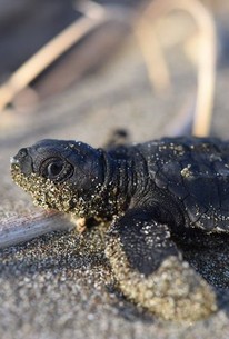 Hostile Planet: Season 1, Episode 2 - Rotten Tomatoes