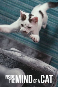 Inside the Mind of a Cat | Rotten Tomatoes
