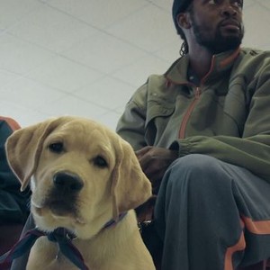 Eli: A Dog In Prison - Rotten Tomatoes