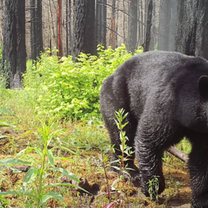 Elemental: Reimagine Wildfire - Rotten Tomatoes