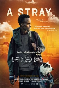 A Stray | Rotten Tomatoes