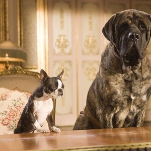 Hotel for Dogs - Rotten Tomatoes