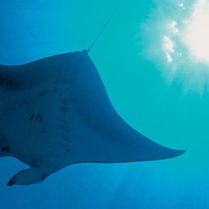 The Blue Planet - Rotten Tomatoes