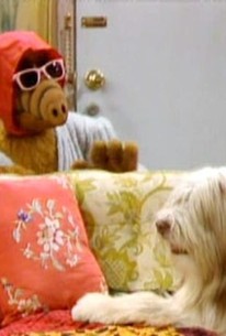 ALF - Season 2 Episode 20 - Rotten Tomatoes