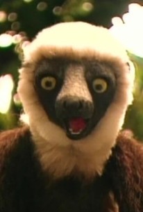 Zoboomafoo: Season 1, Episode 33 | Rotten Tomatoes