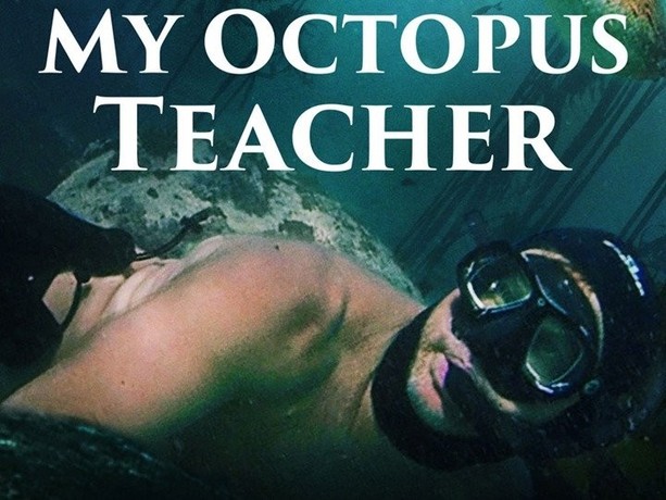 My Octopus Teacher 2020 Netflix An Oscar For My Octopus Teacher Is A