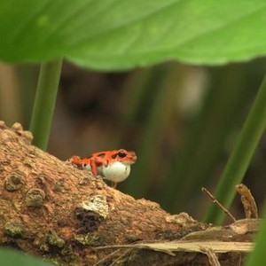 The Red Frog Story - Rotten Tomatoes