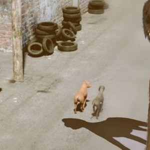 Chance - Rotten Tomatoes