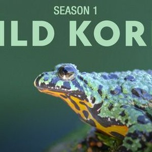 Wild Korea - Rotten Tomatoes