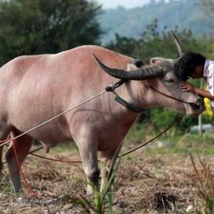 Buffalo Rider - Rotten Tomatoes