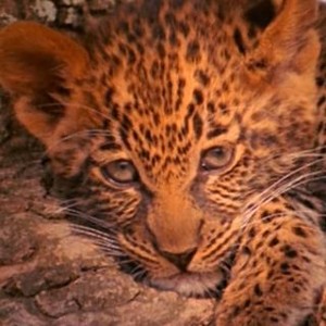 The Leopard Son - Rotten Tomatoes