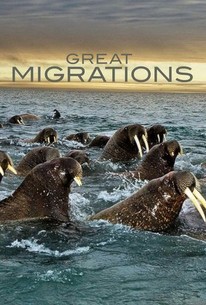 Great Migrations: Season 1, Episode 2 - Rotten Tomatoes