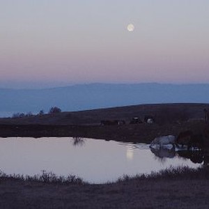 Among Wolves - Rotten Tomatoes