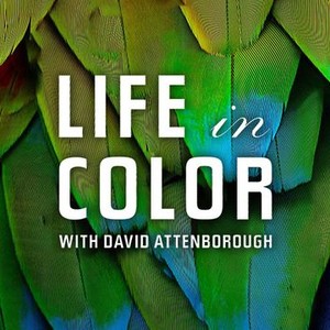 Attenborough's Life in Colour: Miniseries, Episode 2 - Rotten Tomatoes