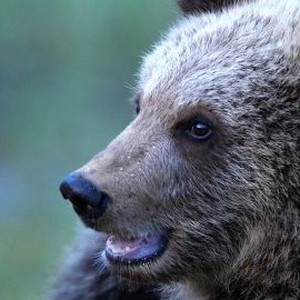 72 Cutest Animals - Rotten Tomatoes