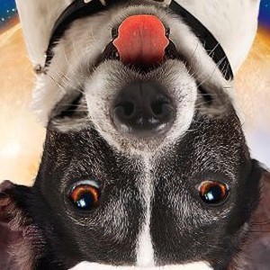 Vampire Dog - Rotten Tomatoes