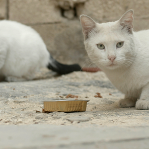 Cats of Malta - Rotten Tomatoes