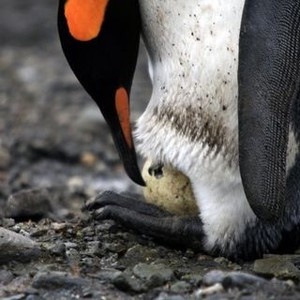 The Penguin King - Rotten Tomatoes