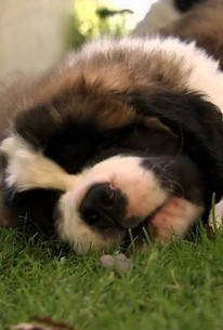 Too Cute!: Season 3, Episode 7 | Rotten Tomatoes