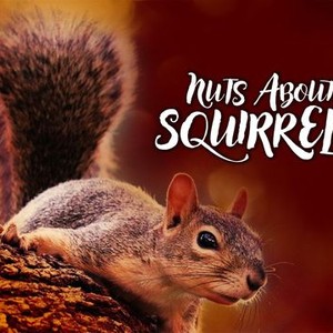 Nuts About Squirrels - Rotten Tomatoes