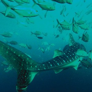 Deep Blue - Rotten Tomatoes