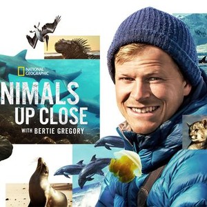 Animals up Close With Bertie Gregory - Rotten Tomatoes
