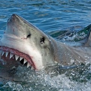 Shark Attack Files: Extra Bite - Rotten Tomatoes