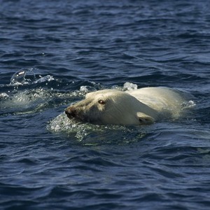 Arctic Tale - Rotten Tomatoes