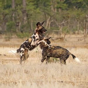 Predators: Season 1, Episode 5 - Rotten Tomatoes