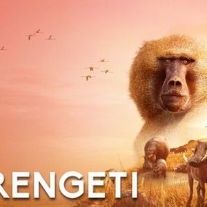 Serengeti: Season 3, Episode 6 - Rotten Tomatoes
