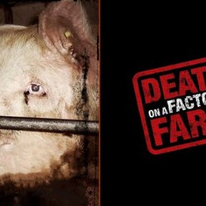 Death on a Factory Farm - Rotten Tomatoes