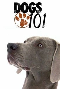 Dogs 101: Season 1 | Rotten Tomatoes