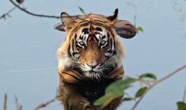 Tiger 24 - Rotten Tomatoes