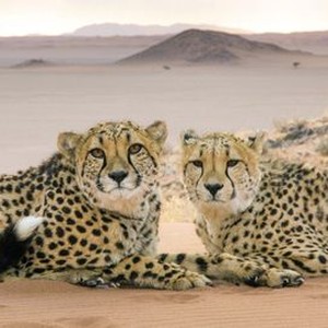 Big Cats - Rotten Tomatoes