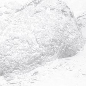 The Velvet Queen - Rotten Tomatoes