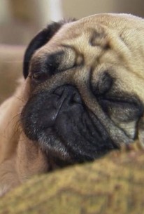 Bad Dog!: Season 2, Episode 2 | Rotten Tomatoes