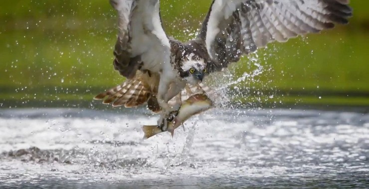 Wild Isles | Rotten Tomatoes