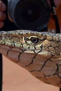 Austin Stevens: Snakemaster: Season 1, Episode 3 - Rotten Tomatoes