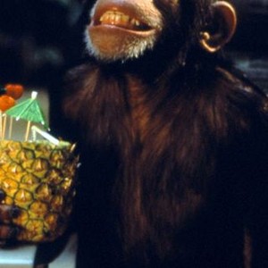 MXP: Most Xtreme Primate - Rotten Tomatoes